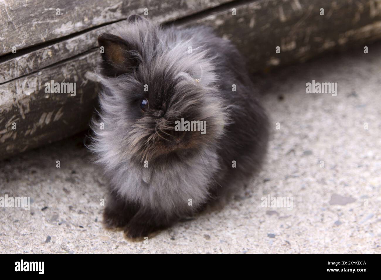 Cuddly rabbit childs toy hi-res stock photography and images - Alamy