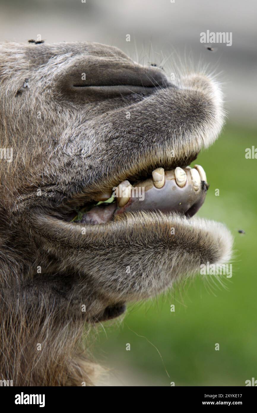 Bactrian camel snout Stock Photo - Alamy