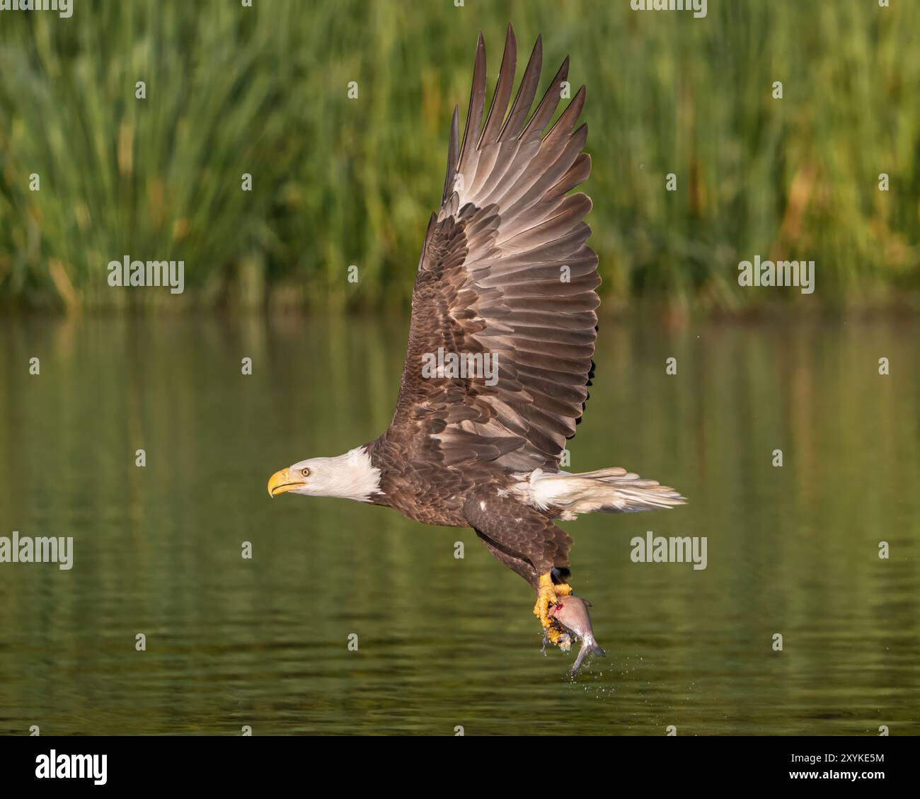 Bald Eagle Carrying A Fish