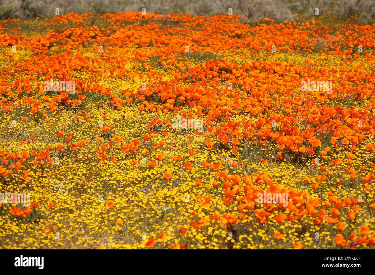 Expansive field of orange poppies and yellow wildflowers Stock Photo ...