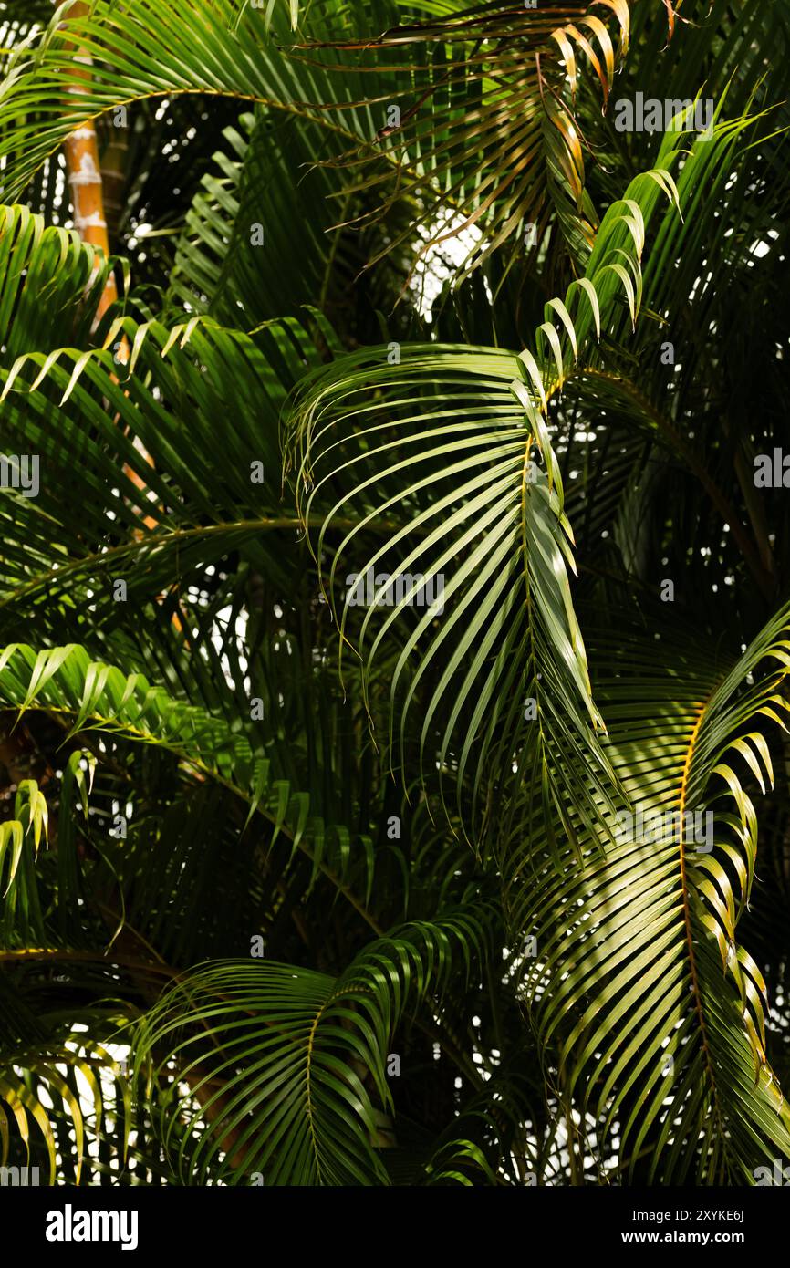 Palm tree fronds in hi-res stock photography and images - Alamy