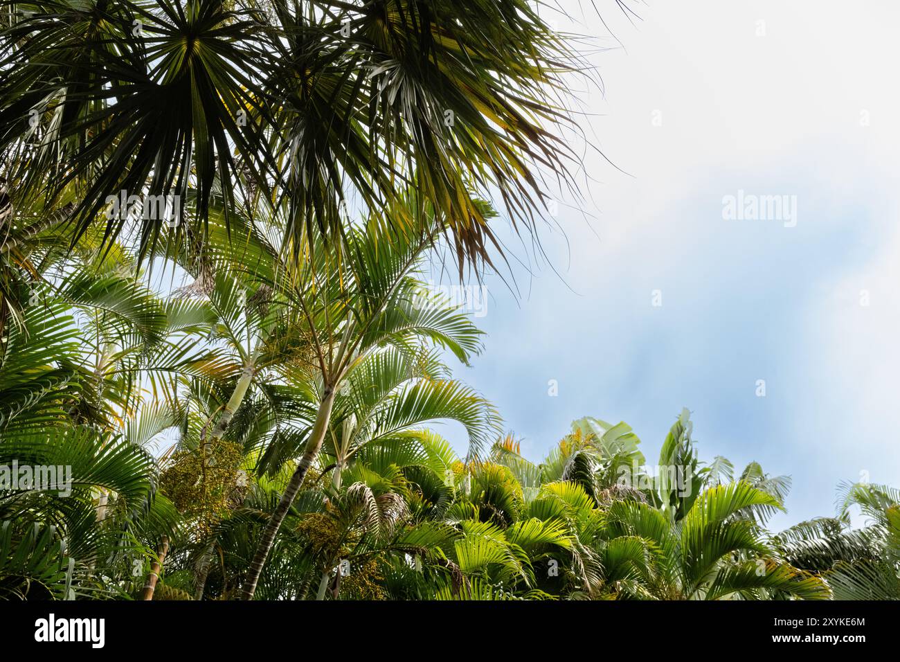 Florida greenery hi-res stock photography and images - Alamy