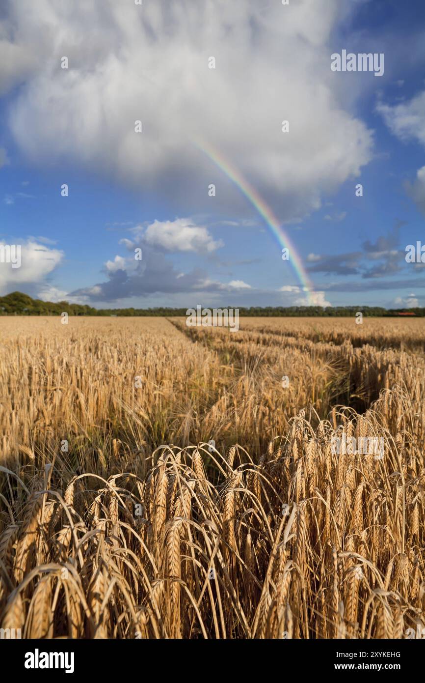 Rain over wheat field hi-res stock photography and images - Alamy