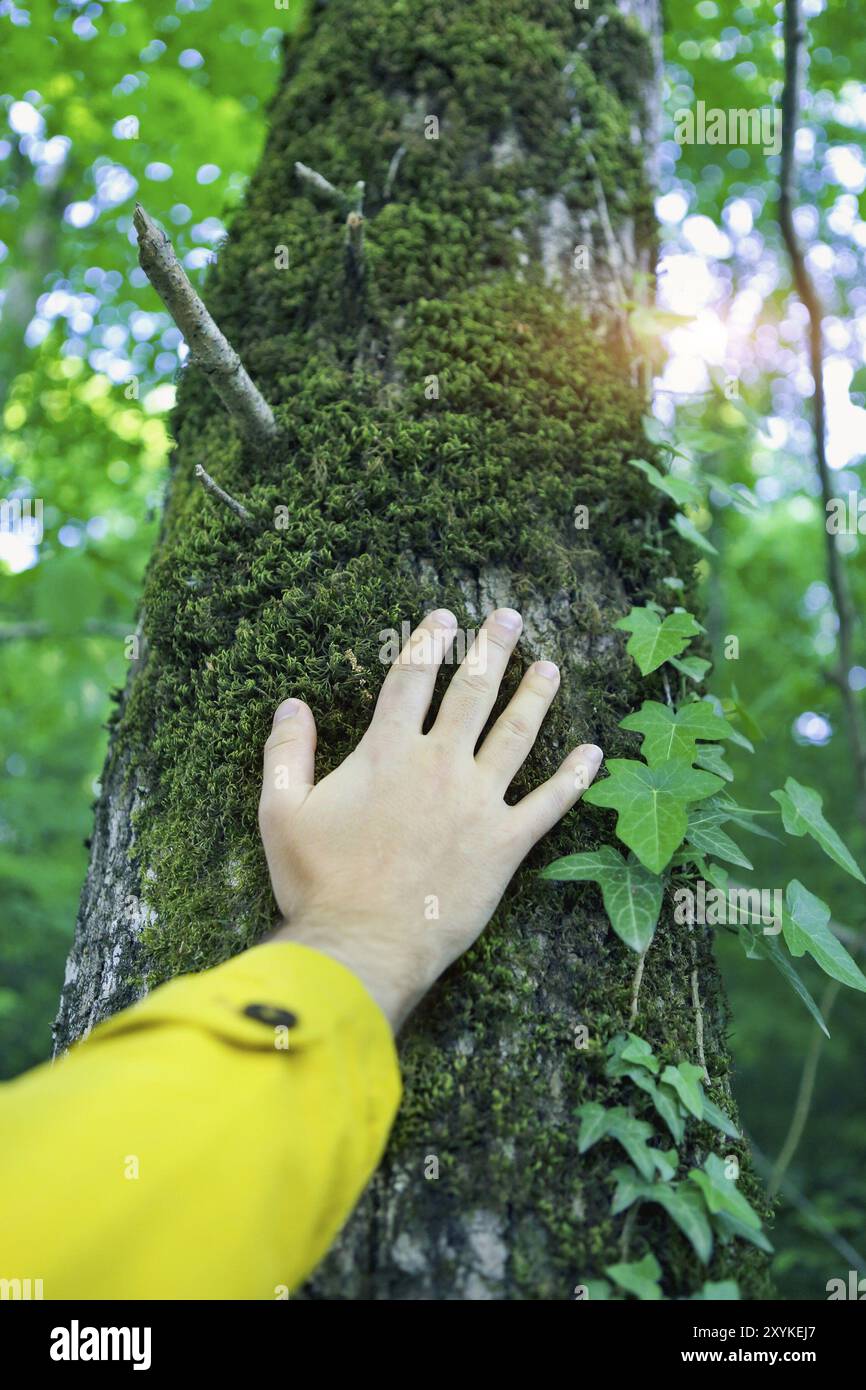 Man touching a tree in a forest. Close up Stock Photo - Alamy