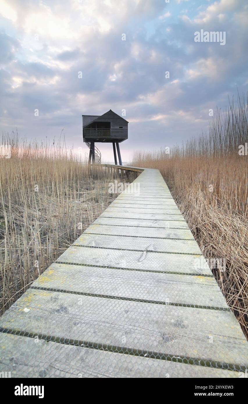 Wooden path to observation tower, Netherlands Stock Photo - Alamy