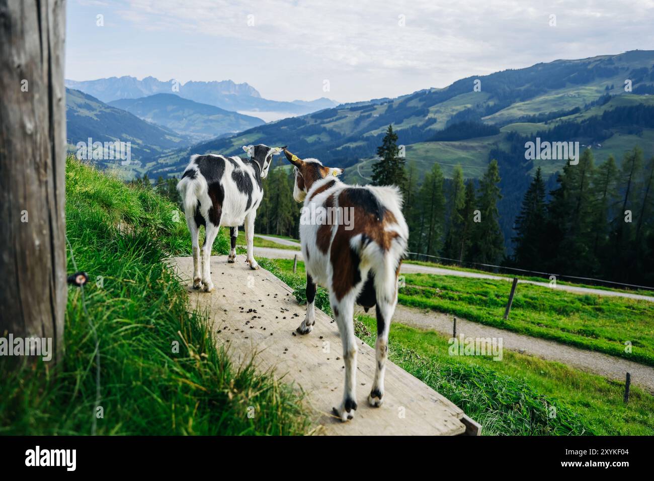 Herd goats grazing mountain hi-res stock photography and images - Alamy