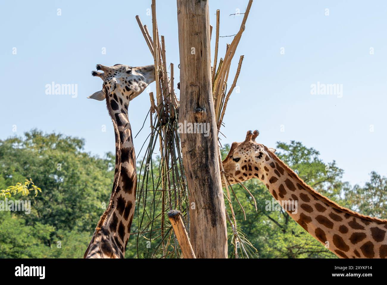 Two giraffes are eating leaves from a tree. One giraffe is eating from ...