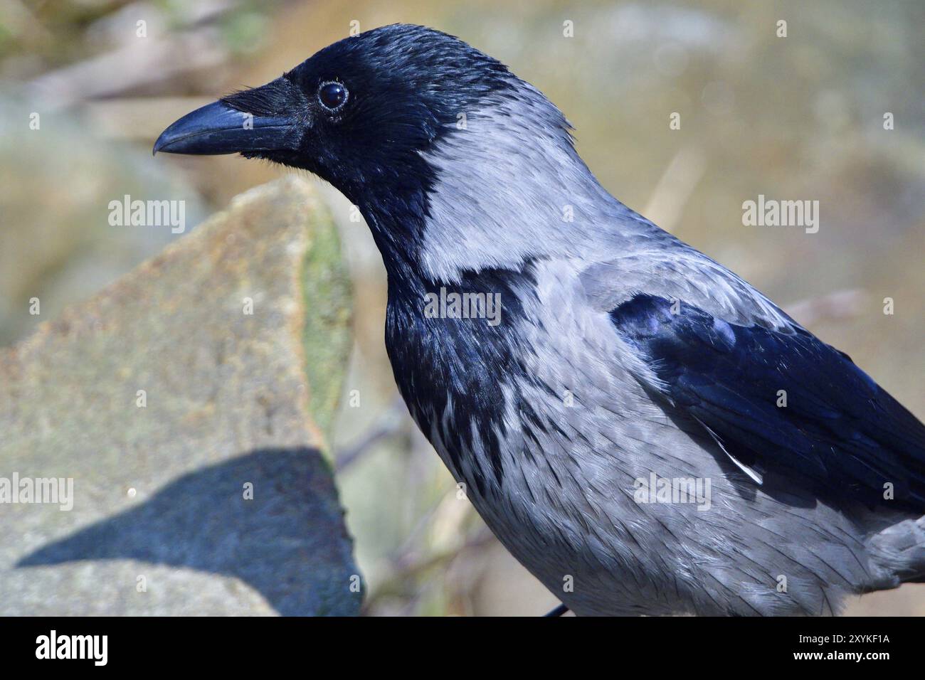 Carrion crow looking for food. Male carrion crow in spring Stock Photo ...
