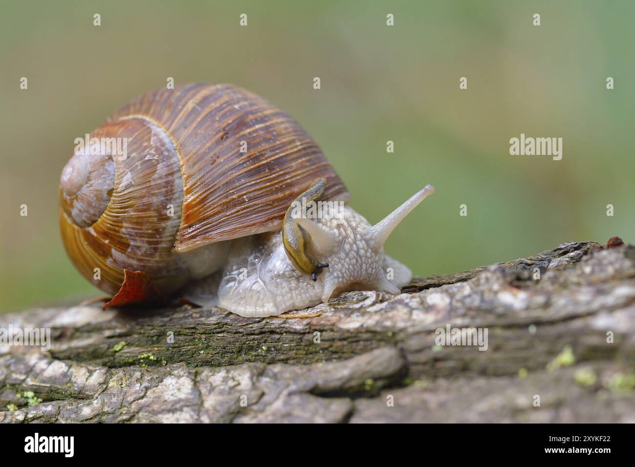 Helix pomatia, common names the Roman snail, Burgundy snail in the ...