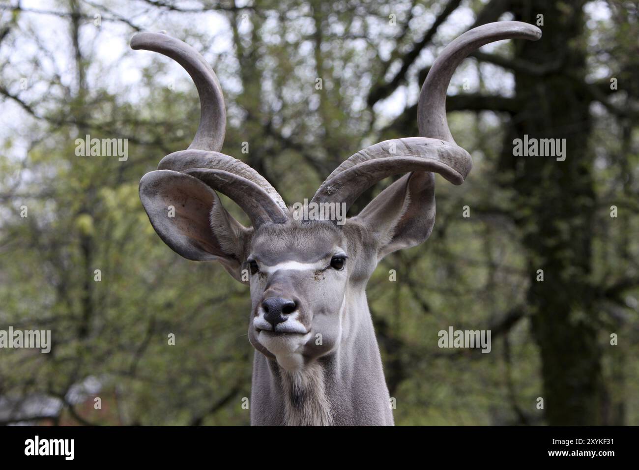 Greater kudu (buck Stock Photo - Alamy
