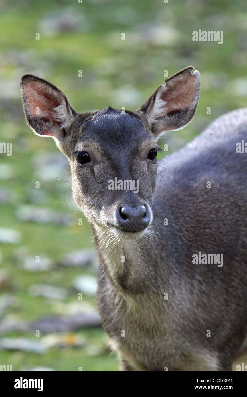Rusa deer cervus timorensis hi-res stock photography and images - Alamy