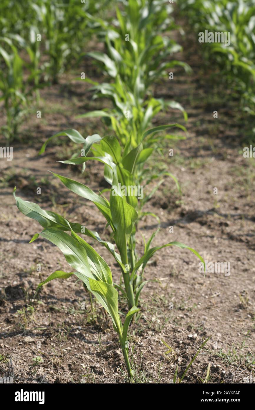 Agricultural grasses forage plants hi-res stock photography and images ...