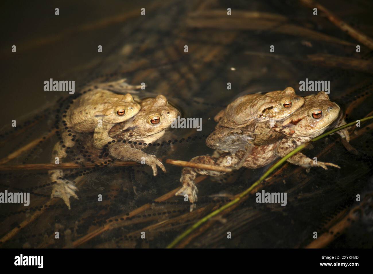 Reproduction frogs mating toads hi-res stock photography and images - Alamy