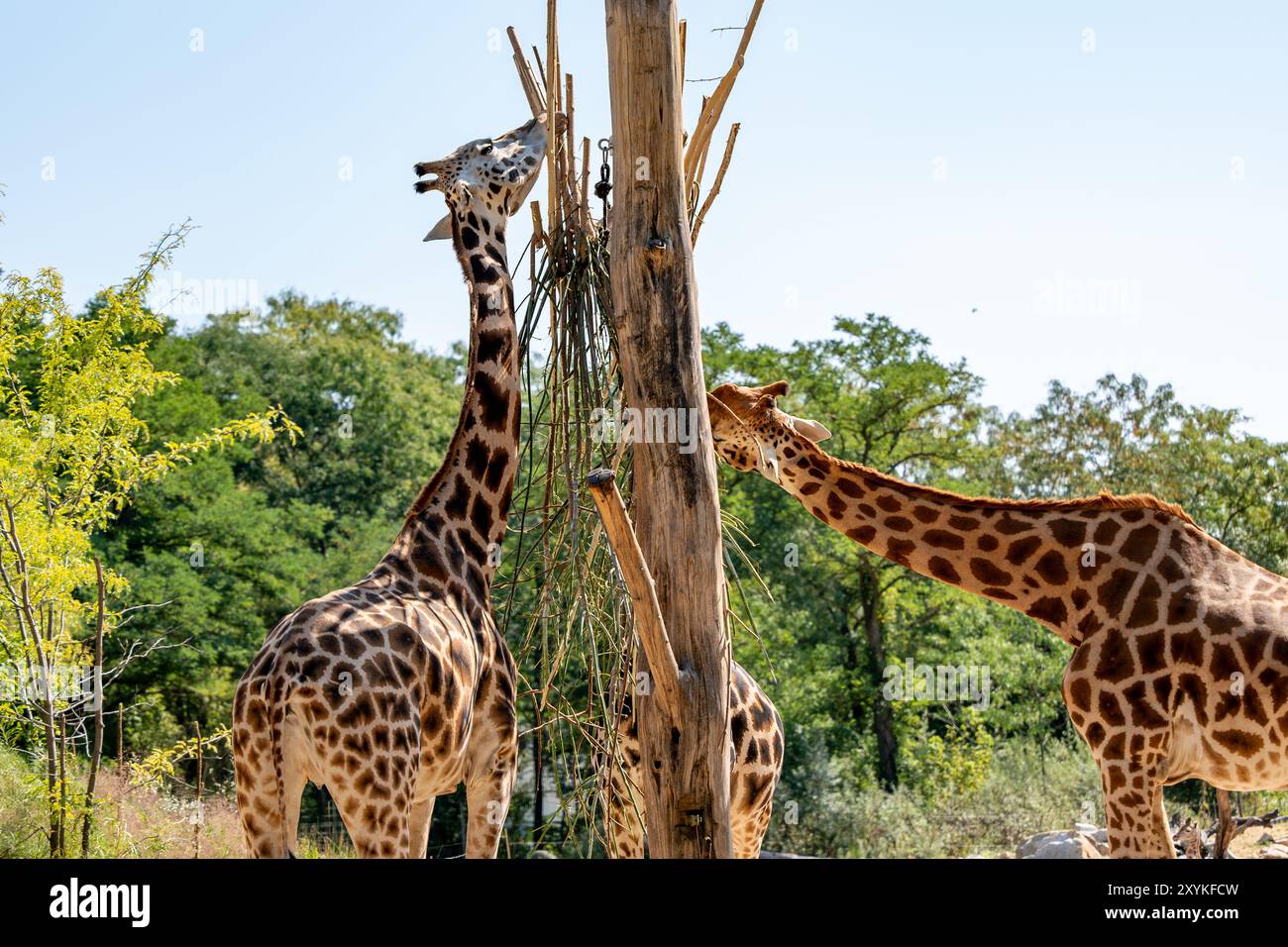 Three giraffes are eating leaves from a tree. One giraffe is eating ...