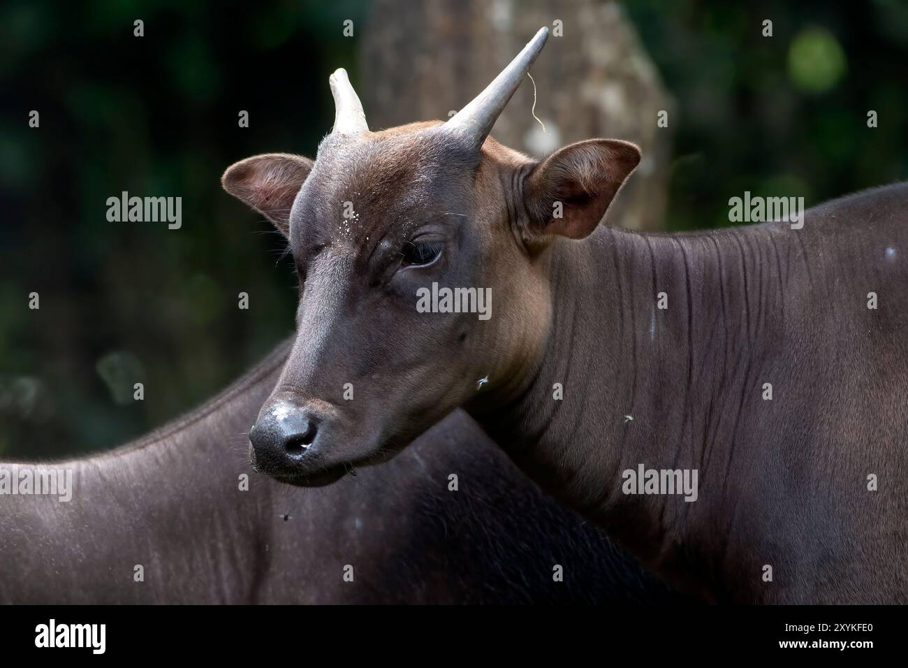 Lowland anoa hi-res stock photography and images - Alamy