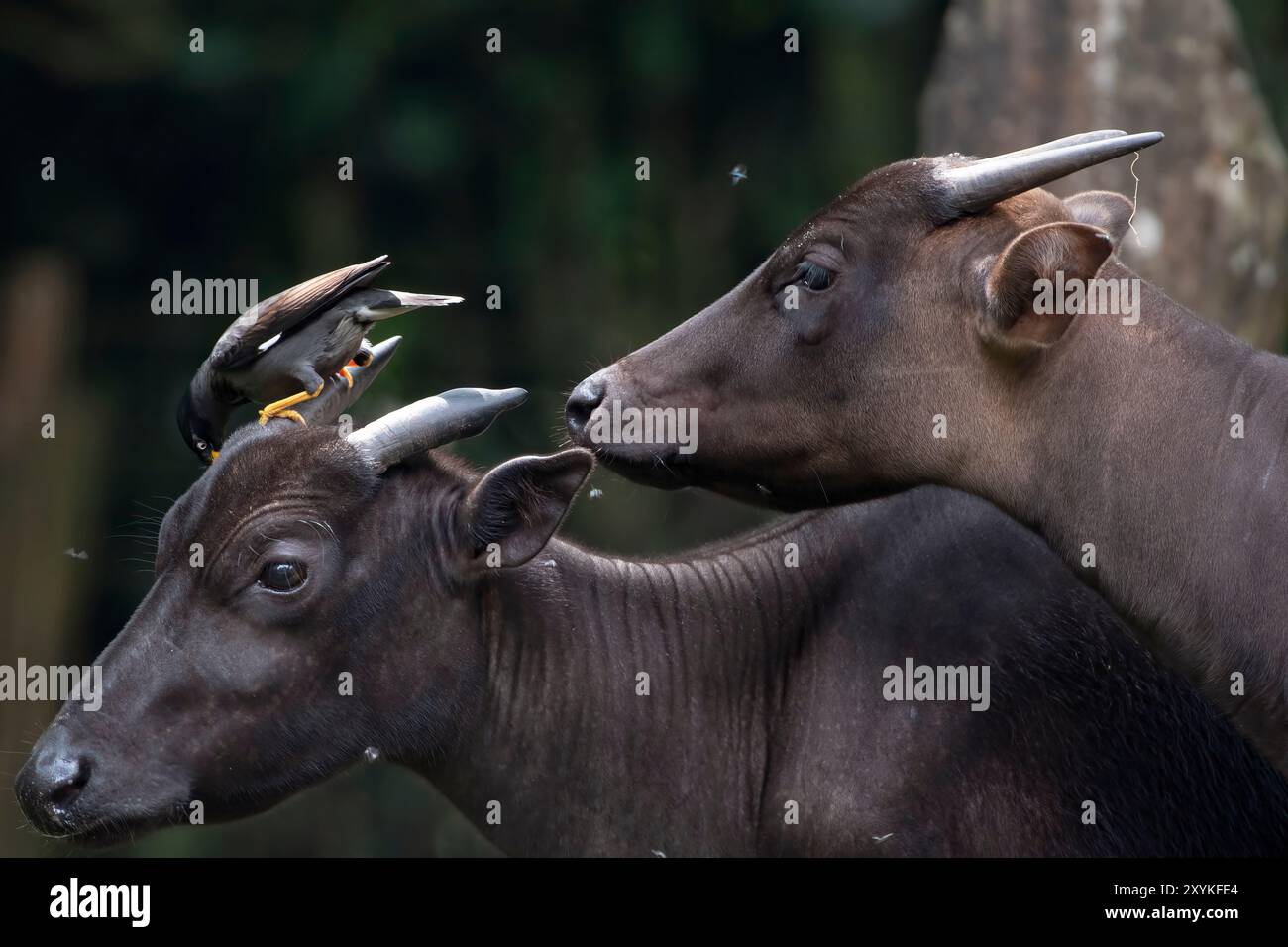 Lowland anoa hi-res stock photography and images - Alamy