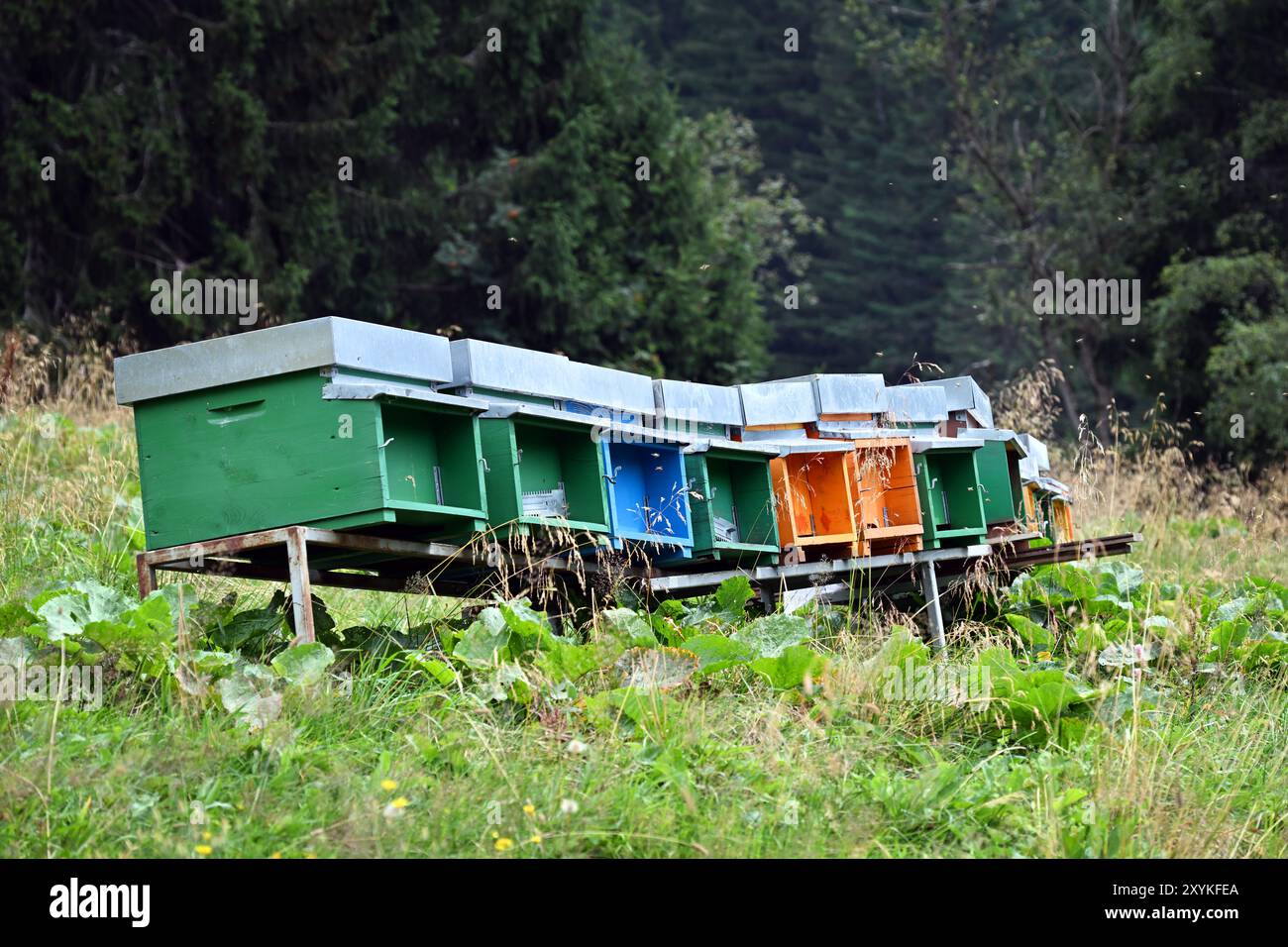 Multi-colored hives in the mountains Stock Photo - Alamy