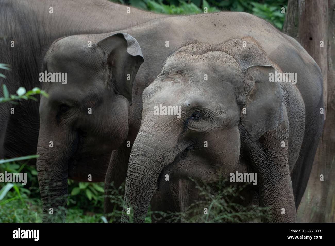 Asian and african elephants hi-res stock photography and images - Alamy