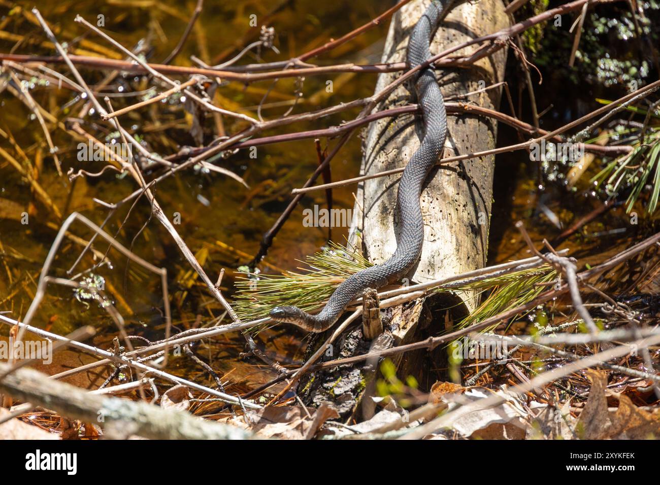Northern water snake hi-res stock photography and images - Alamy