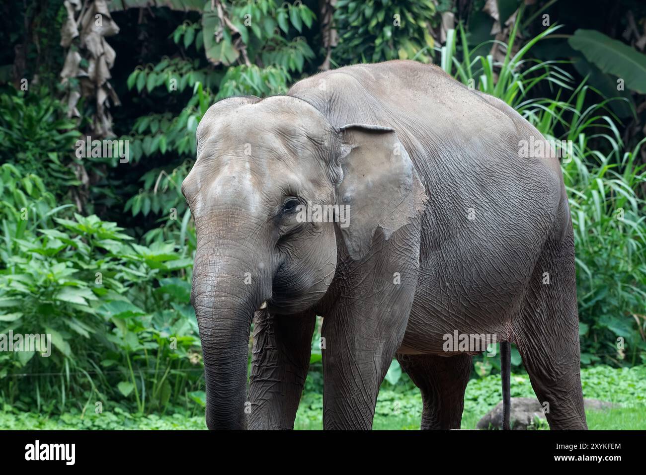 Close-up photo of Sumatran elephant Stock Photo - Alamy