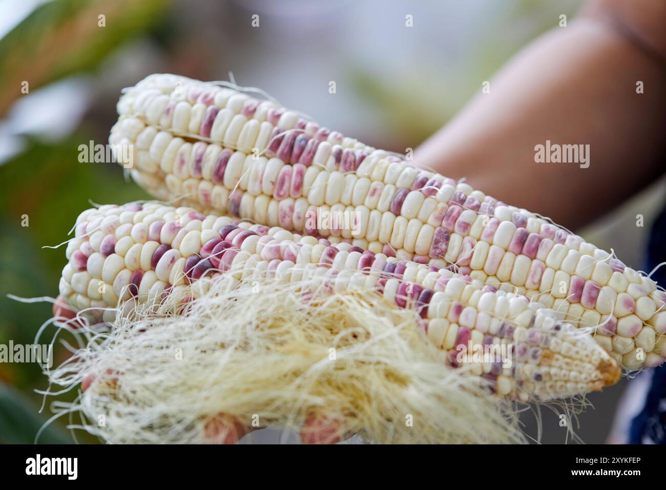Hand holding corn cob hi-res stock photography and images - Alamy