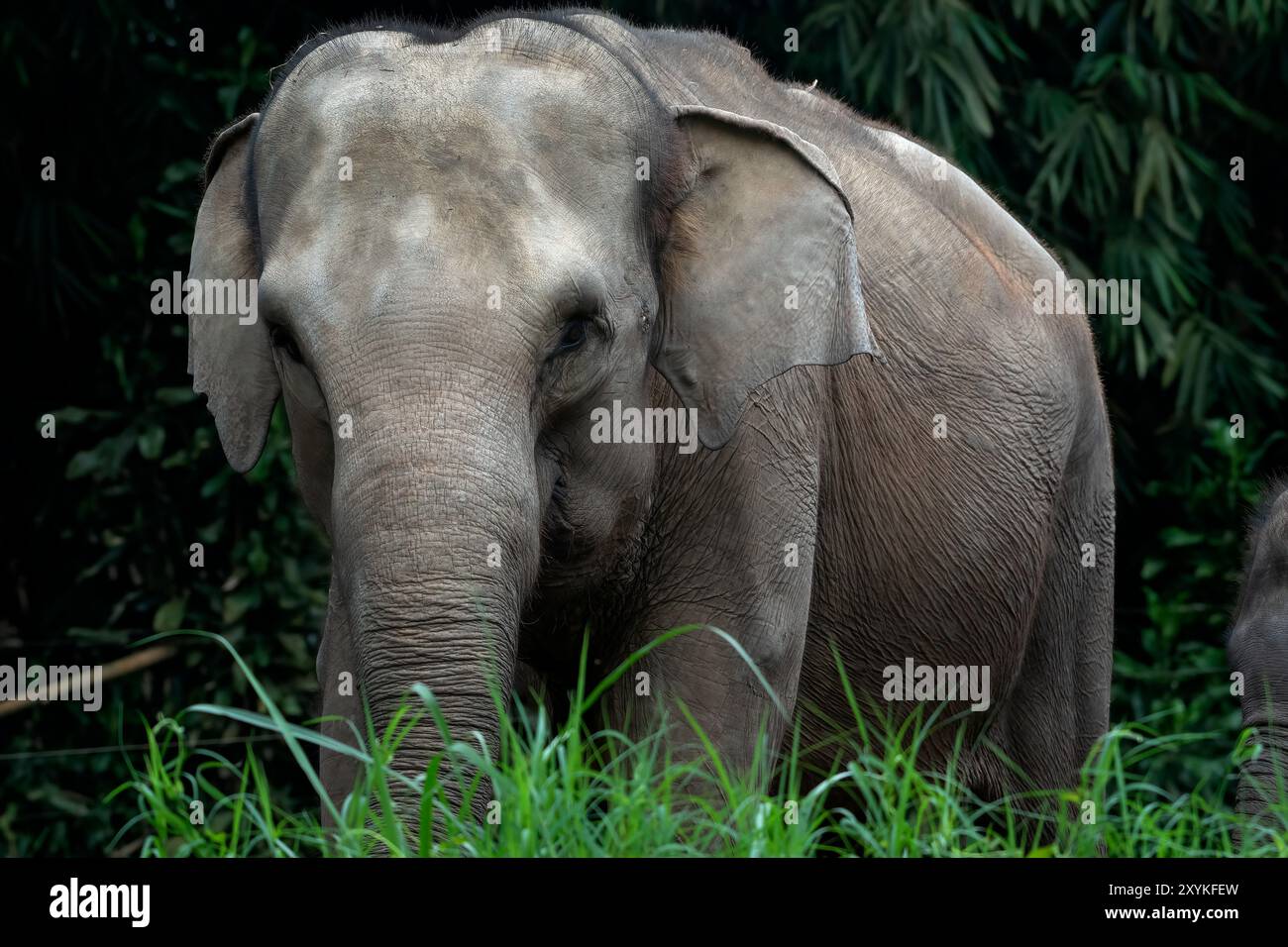 Asian and african elephants hi-res stock photography and images - Alamy