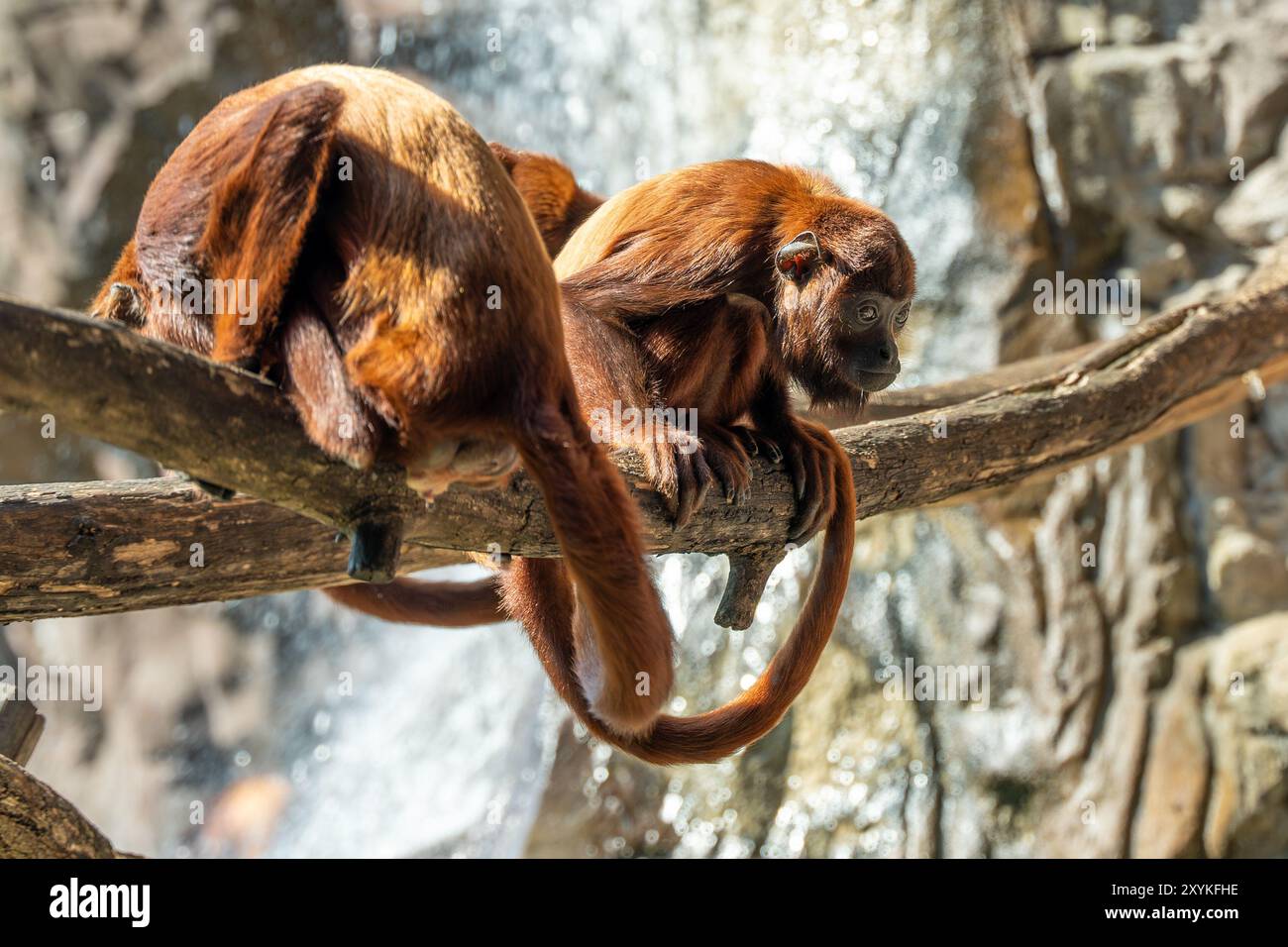 Two brown and white monkeys are resting on a tree branch. One of the ...