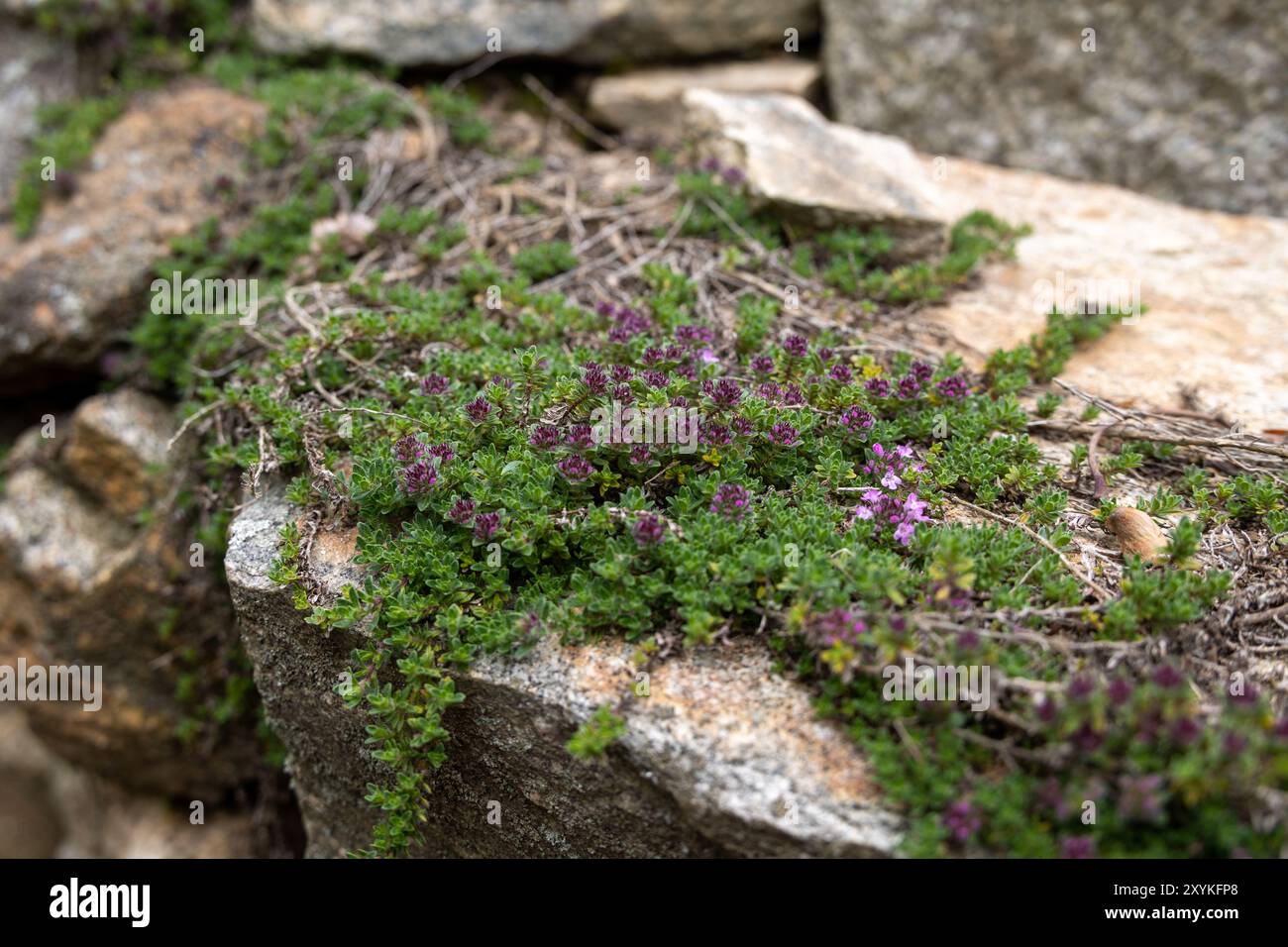 Purple Flowers of Creeping Thyme Stock Photo - Alamy
