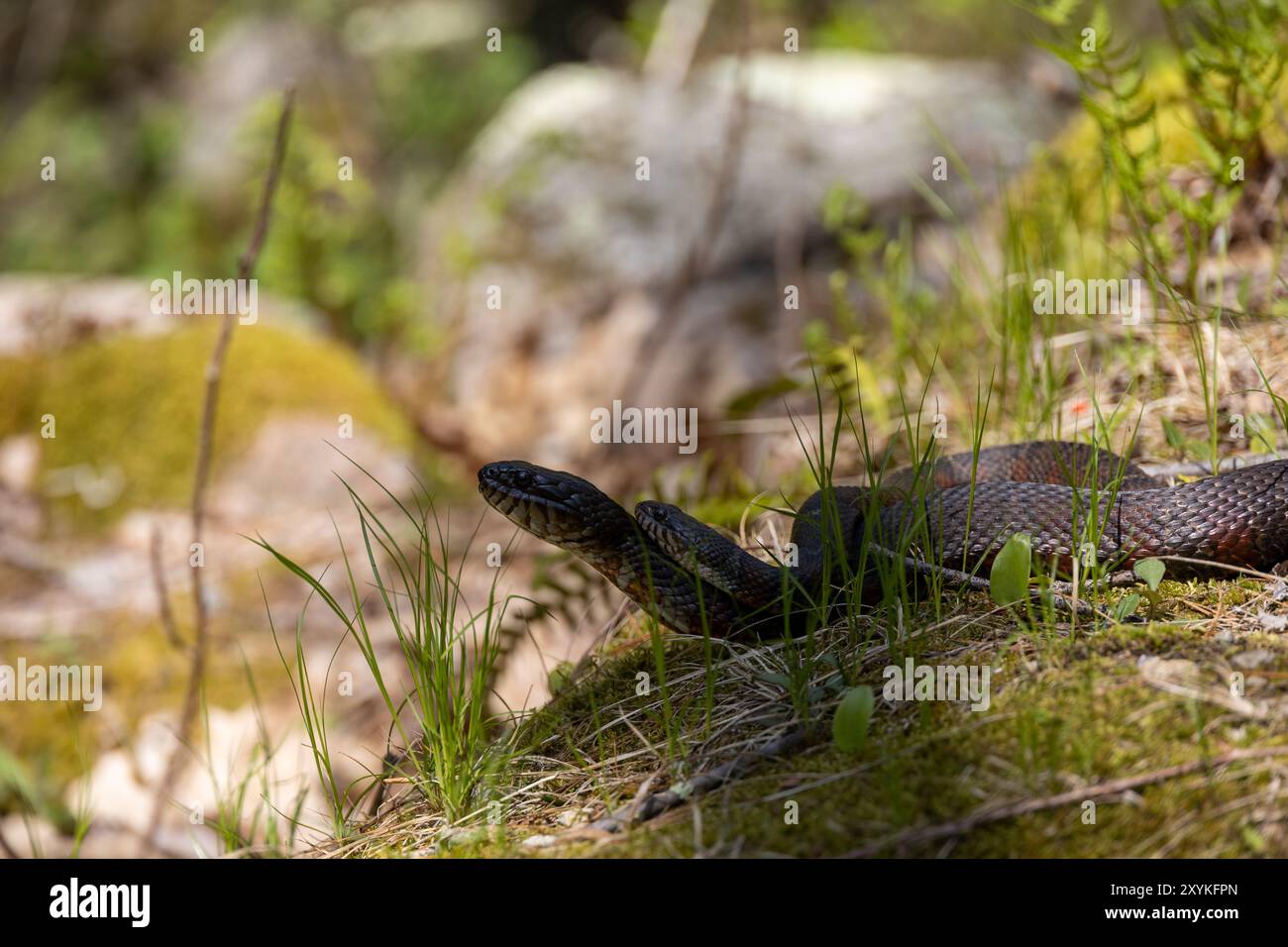 Male and Female Northern Watersnake (Nerodia sipedon) in the Sun Stock ...