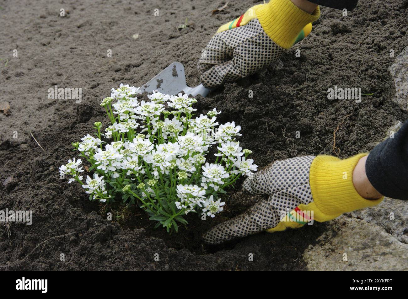 Planting shrubs, shrub planting 13 Stock Photo - Alamy