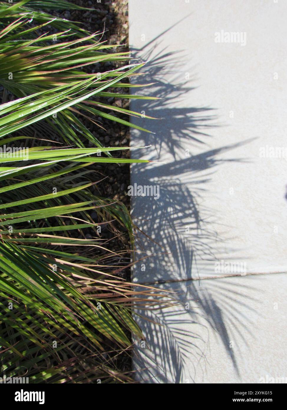 Artistic palm hi-res stock photography and images - Alamy