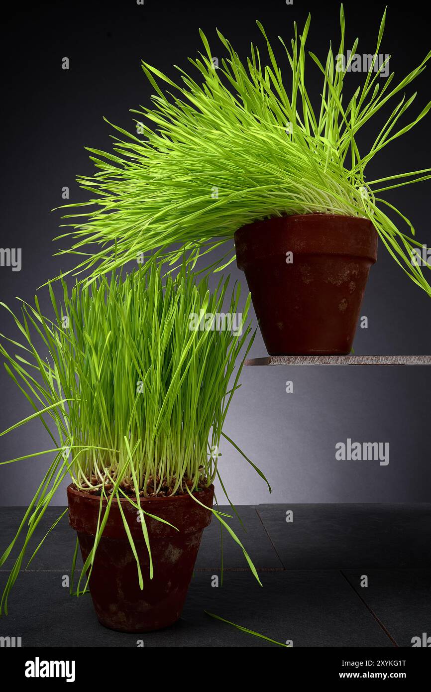 Wheatgrass overflowing from terracotta pot Stock Photo - Alamy