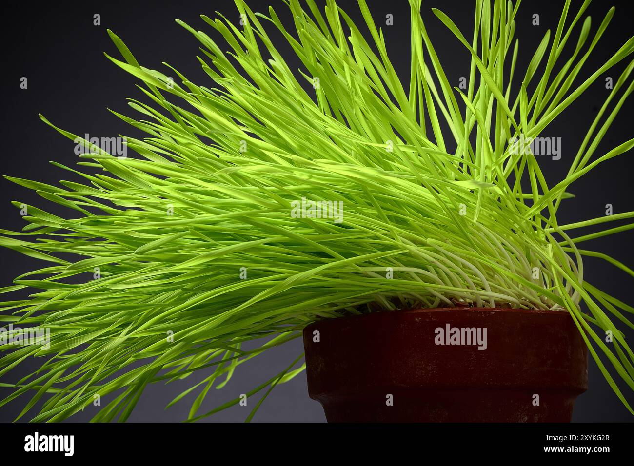 Pot overflowing hi-res stock photography and images - Alamy