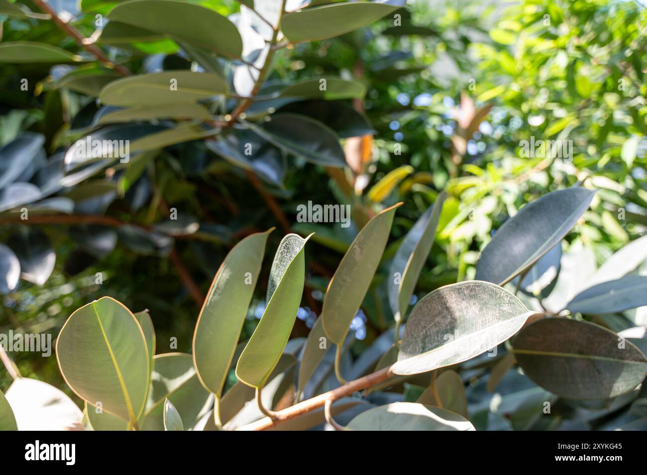 Lush appearance hi-res stock photography and images - Alamy