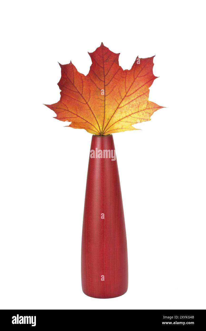 Individual single autumn fall leaf hi-res stock photography and images ...