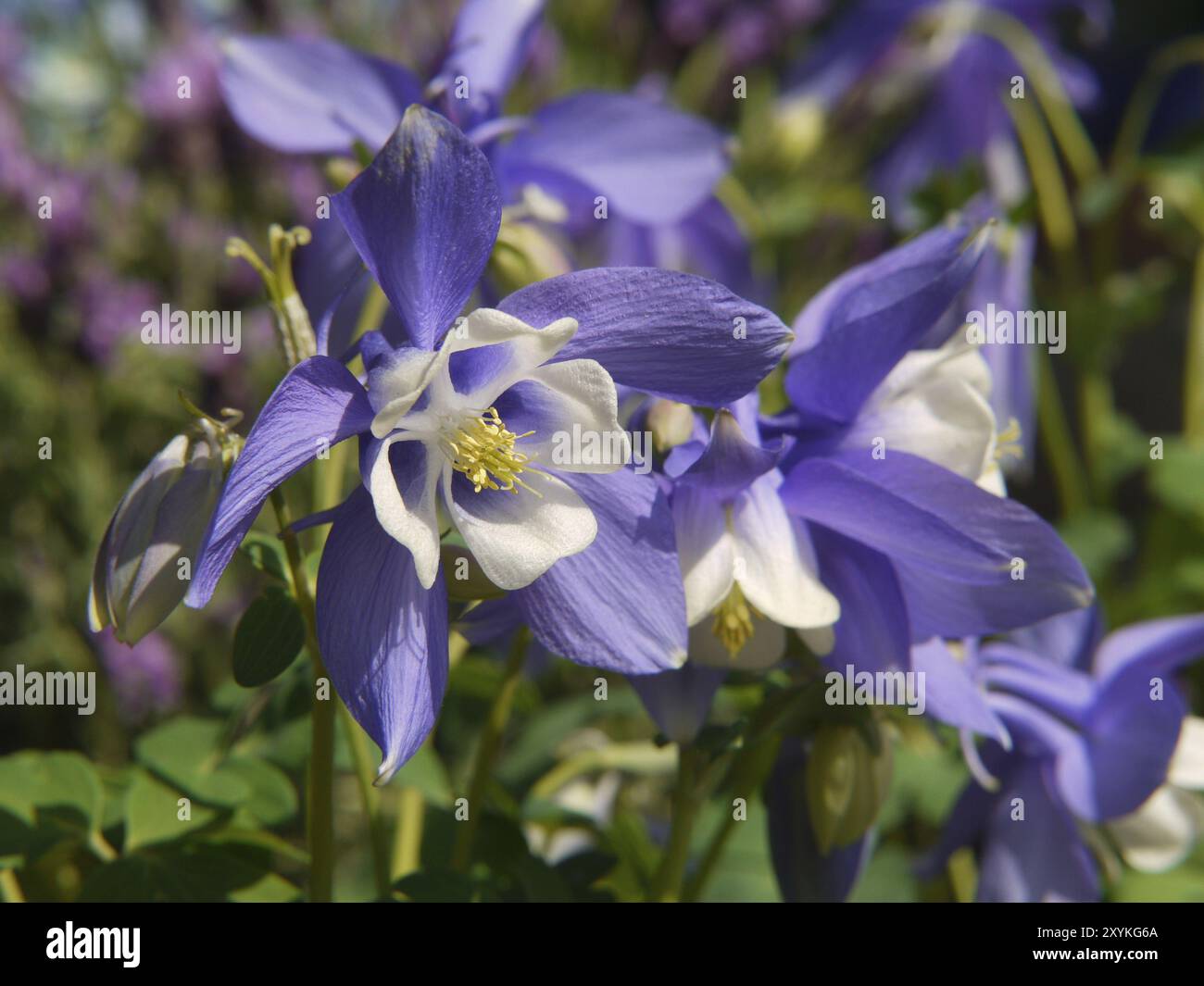 Common columbines hi-res stock photography and images - Alamy
