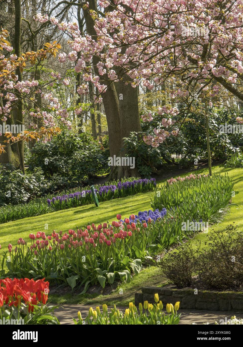A blooming garden with pink cherry blossoms and colourful tulips ...