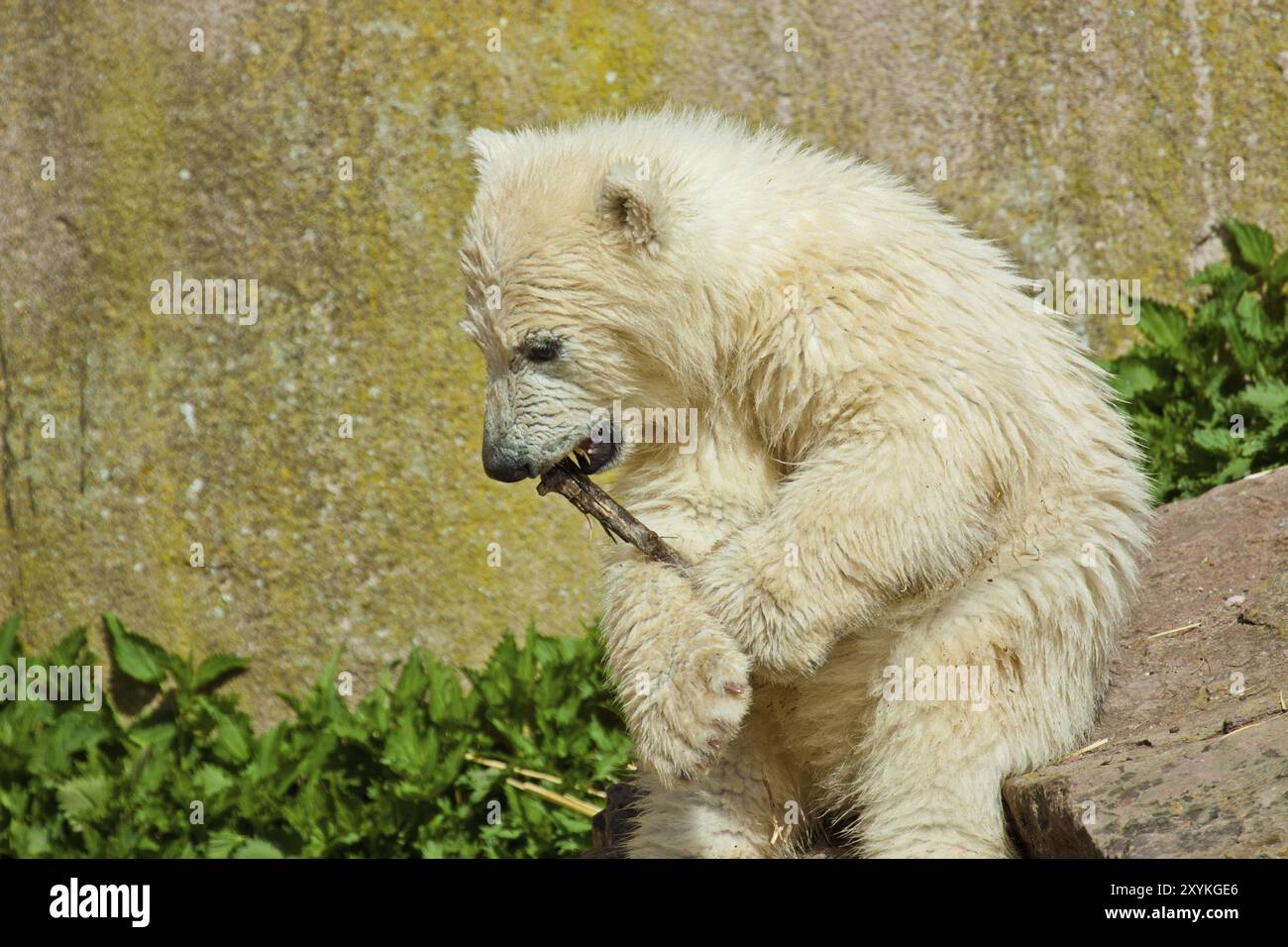 Young polar bear at play Stock Photo - Alamy