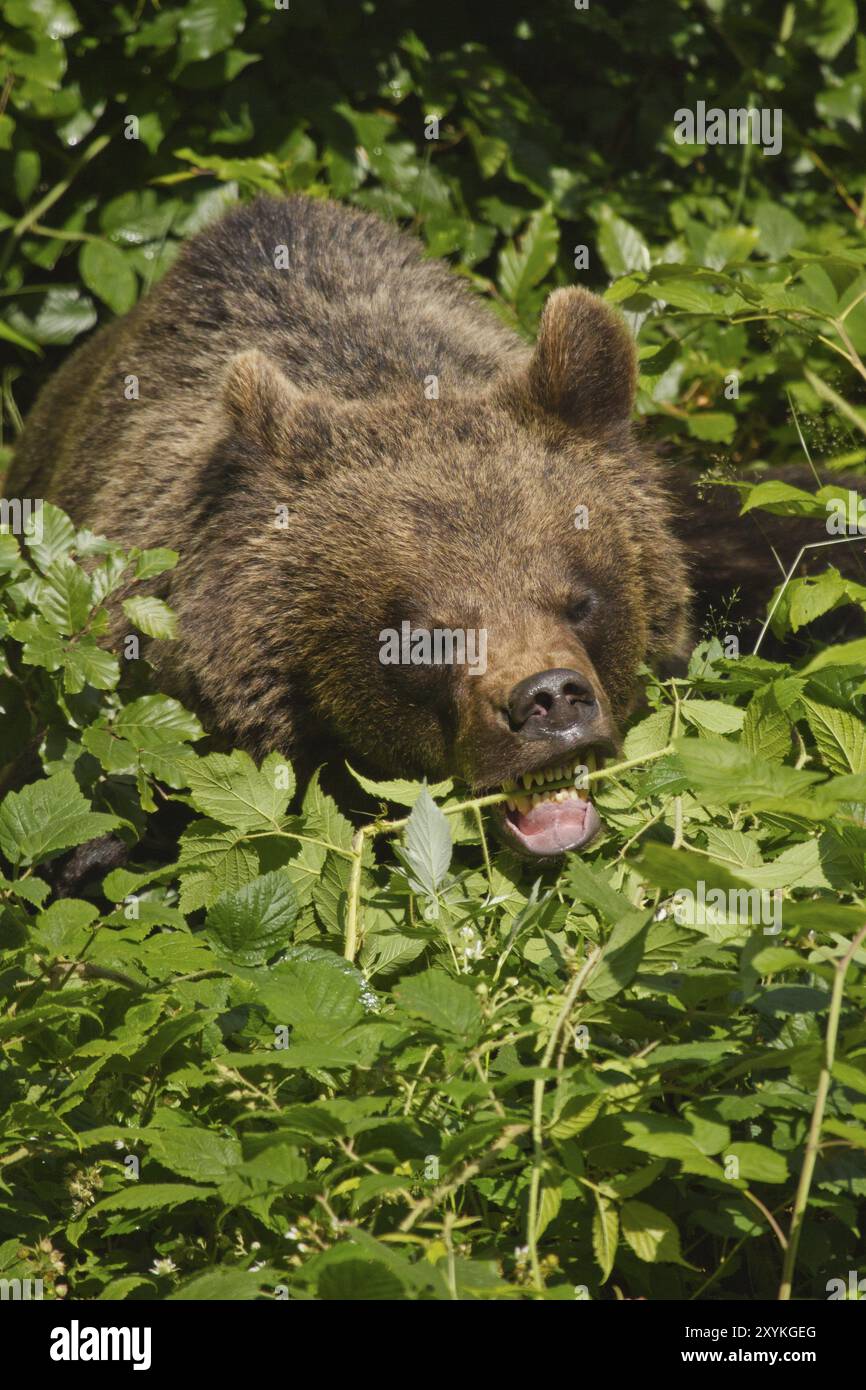 Brown bear feeding Stock Photo - Alamy
