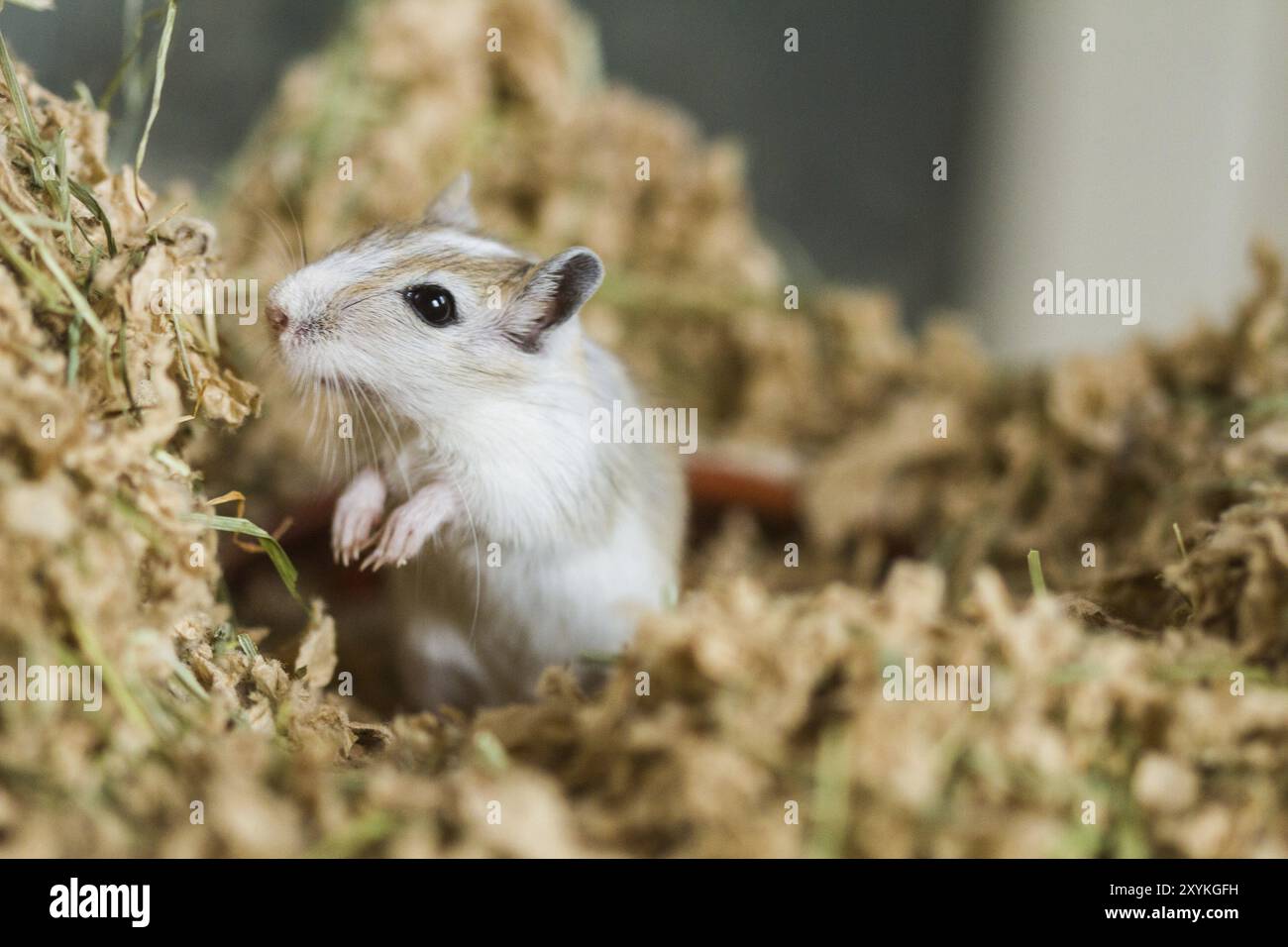 Mongolian gerbil (Meriones), gerbil as a pet Stock Photo - Alamy