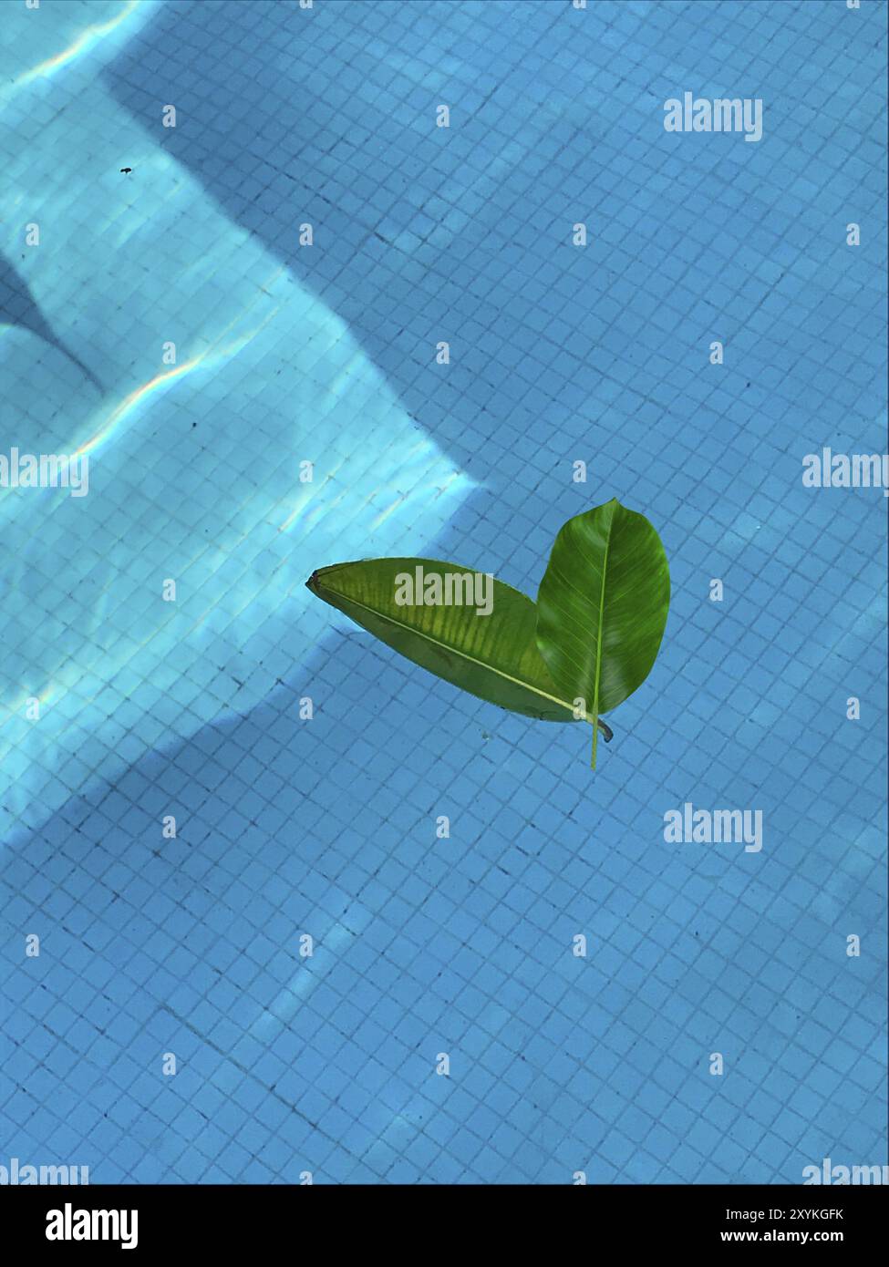 Two floating leaves in a pool Stock Photo - Alamy