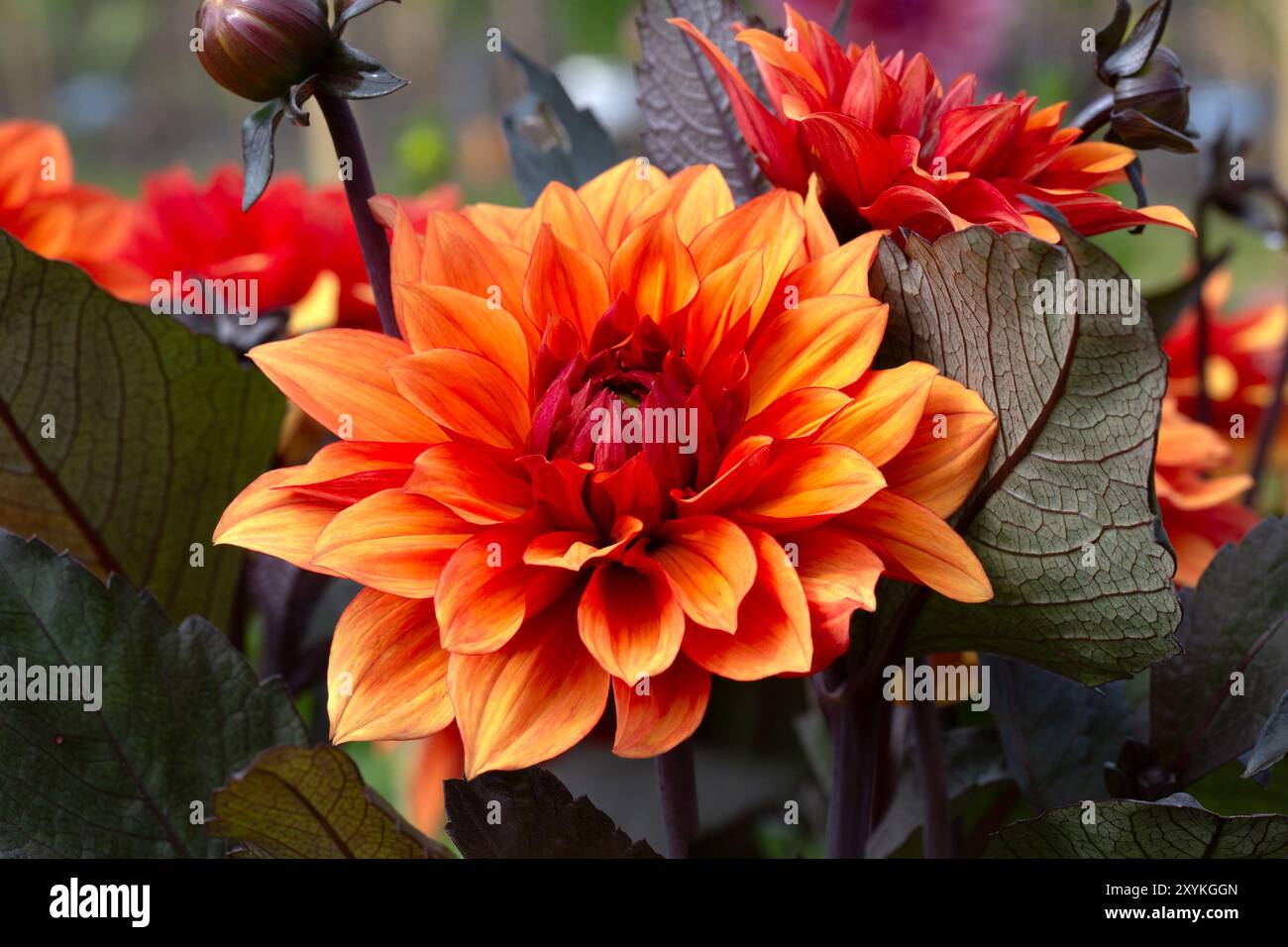 Miss trucella hi-res stock photography and images - Alamy