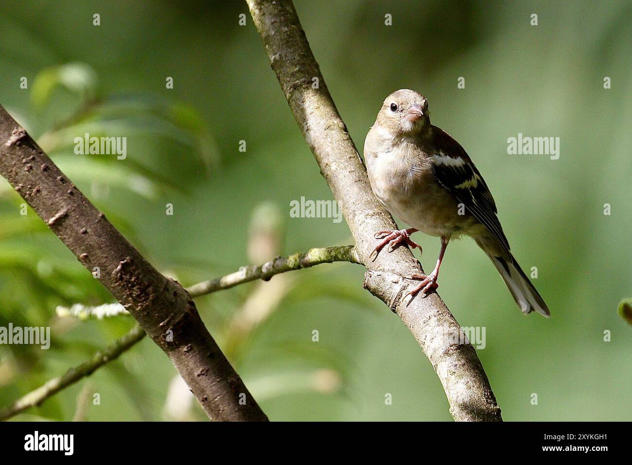 Common chaffinch bird close hi-res stock photography and images - Alamy