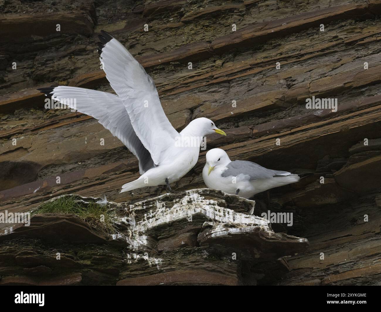 Black-legged kittiwake (Rissa tridactyla), breeding pair at breeding ...