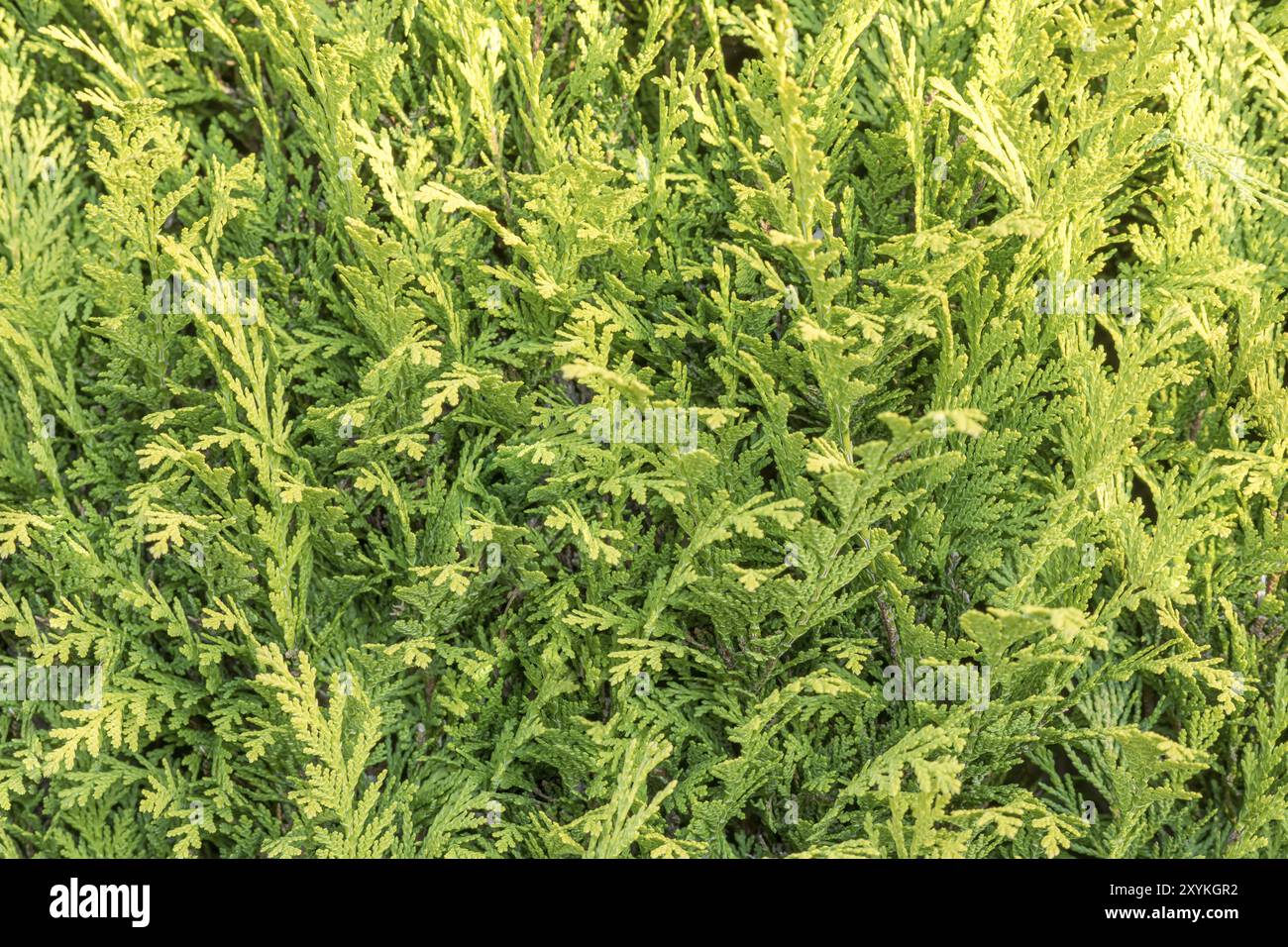 Evergreen conifer Thuja as a background Stock Photo - Alamy
