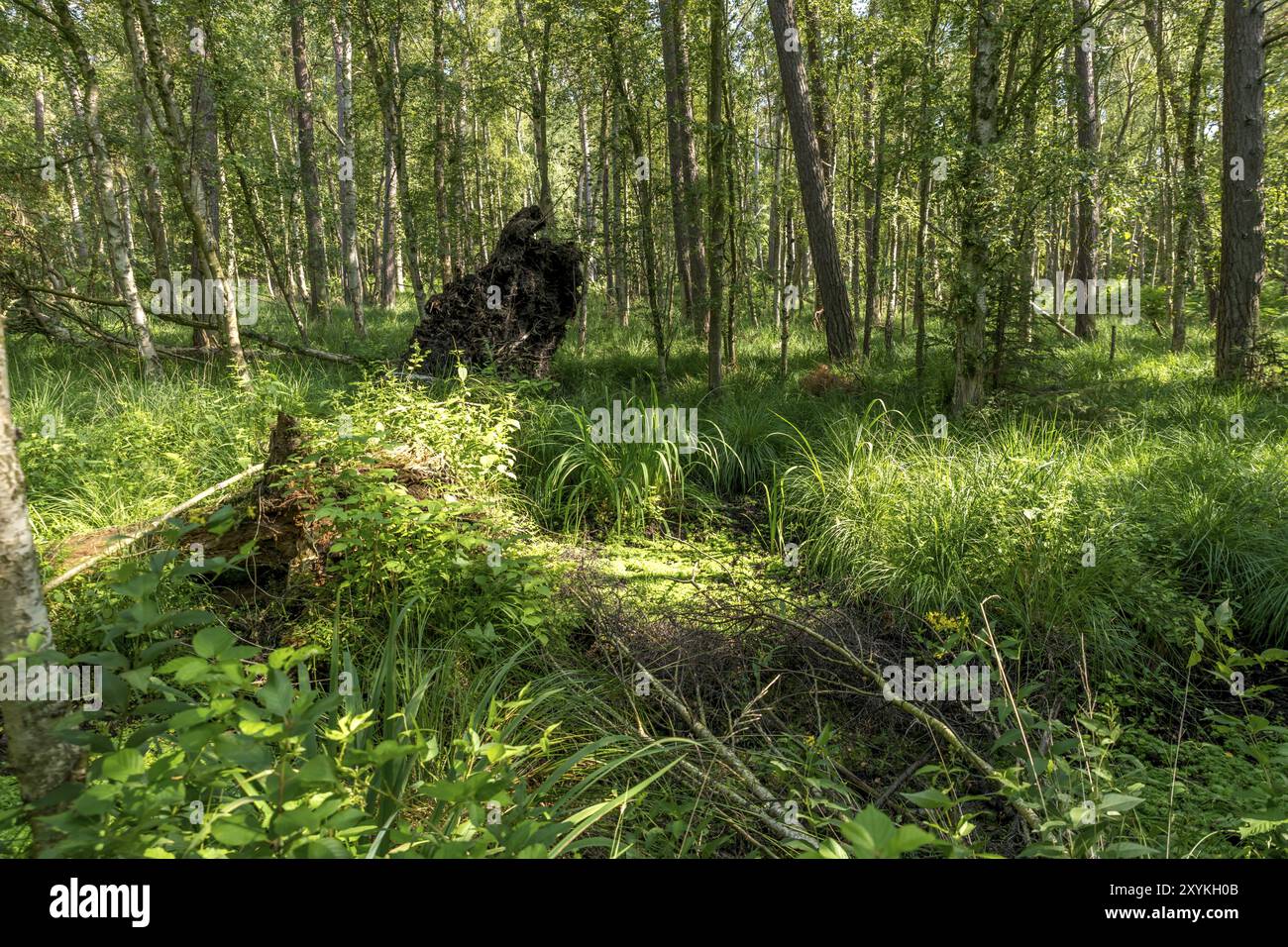 German moor forest landscape with ferns, grass and deciduous trees as a ...