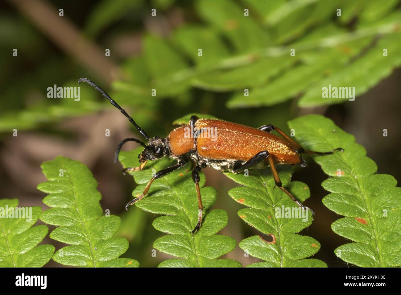 Brown red-necked beetle crawling on a fern leaf in front of a blurred ...