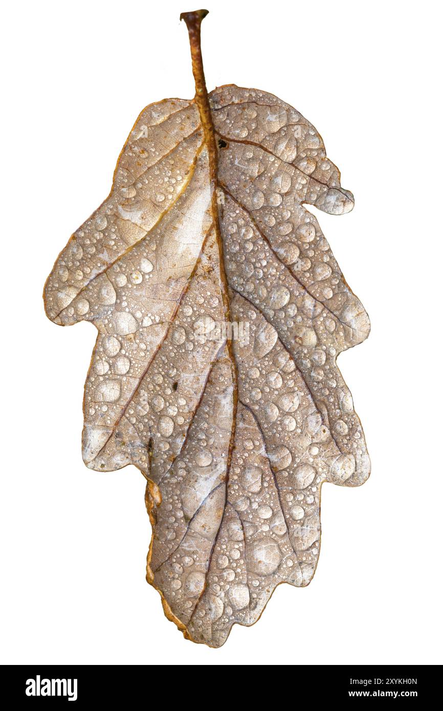 Autumn leaves on waterfront Cut Out Stock Images & Pictures - Alamy