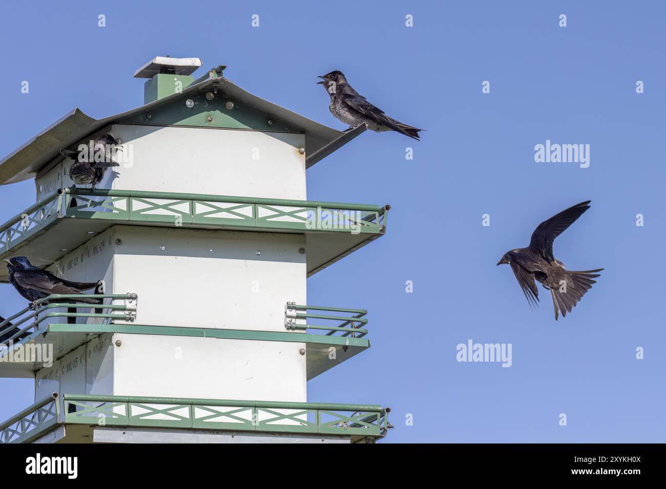 The purple martin (Progne subis), birds occupy nest boxes. Natural ...
