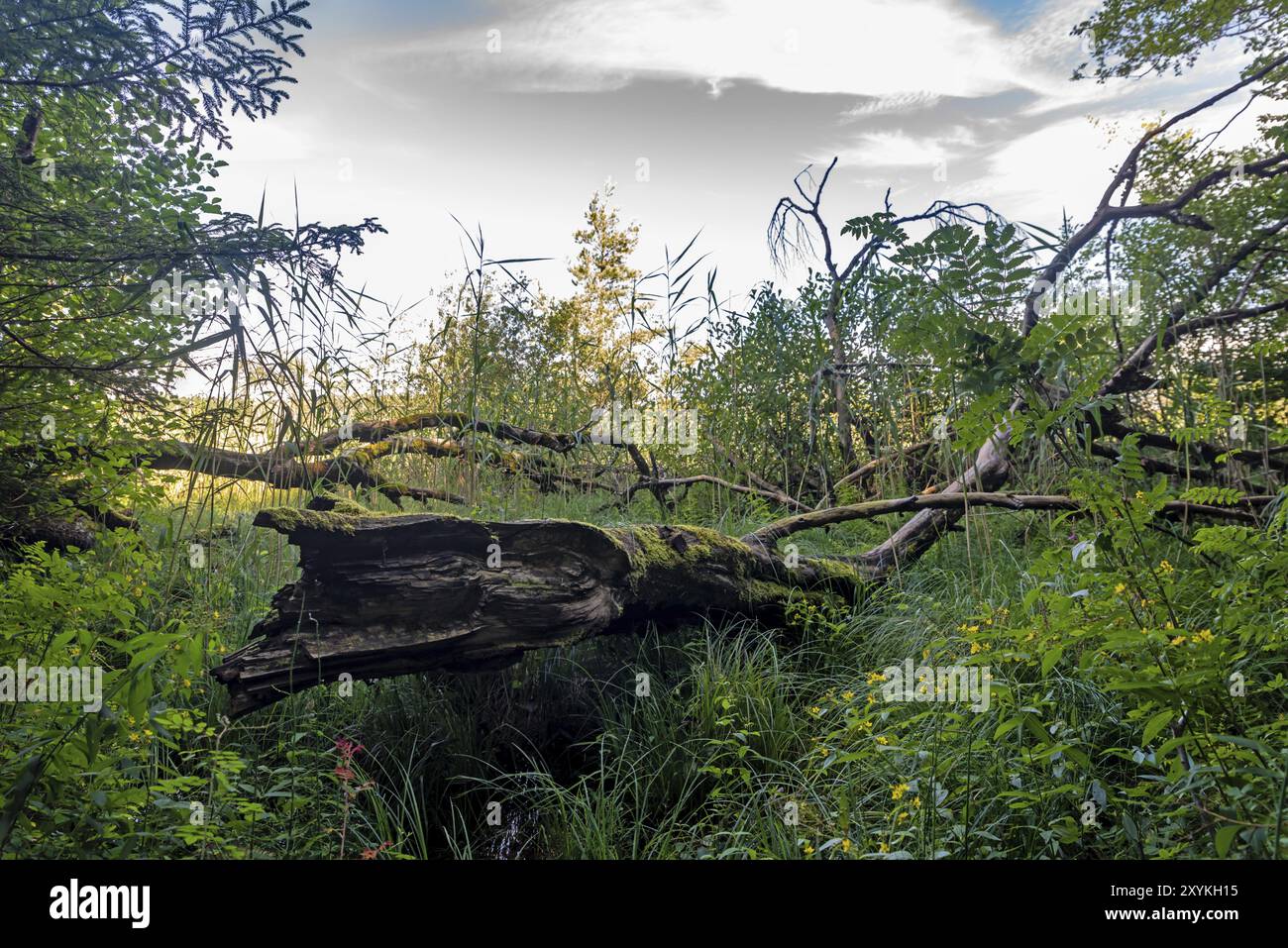 Rotten tree stump in the Bavarian moor with ferns, reeds, moss, grass ...